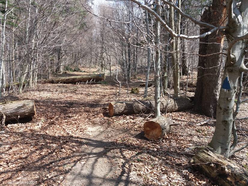 Alunecarea de teren de la Azuga: imagini de pe versant – BUCEGI NATURA 2000