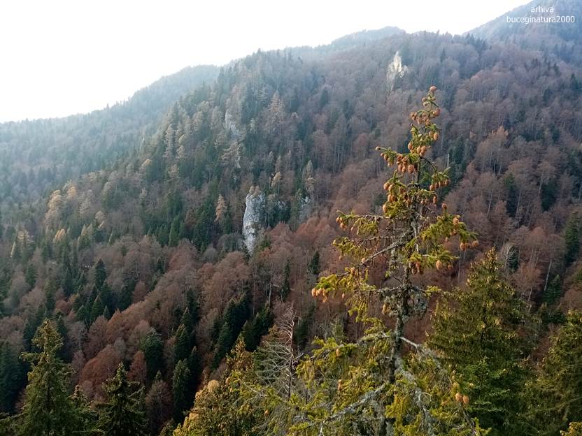 Stanci, varfuri si paduri in imprejurimile Sinaiei – BUCEGI NATURA 2000