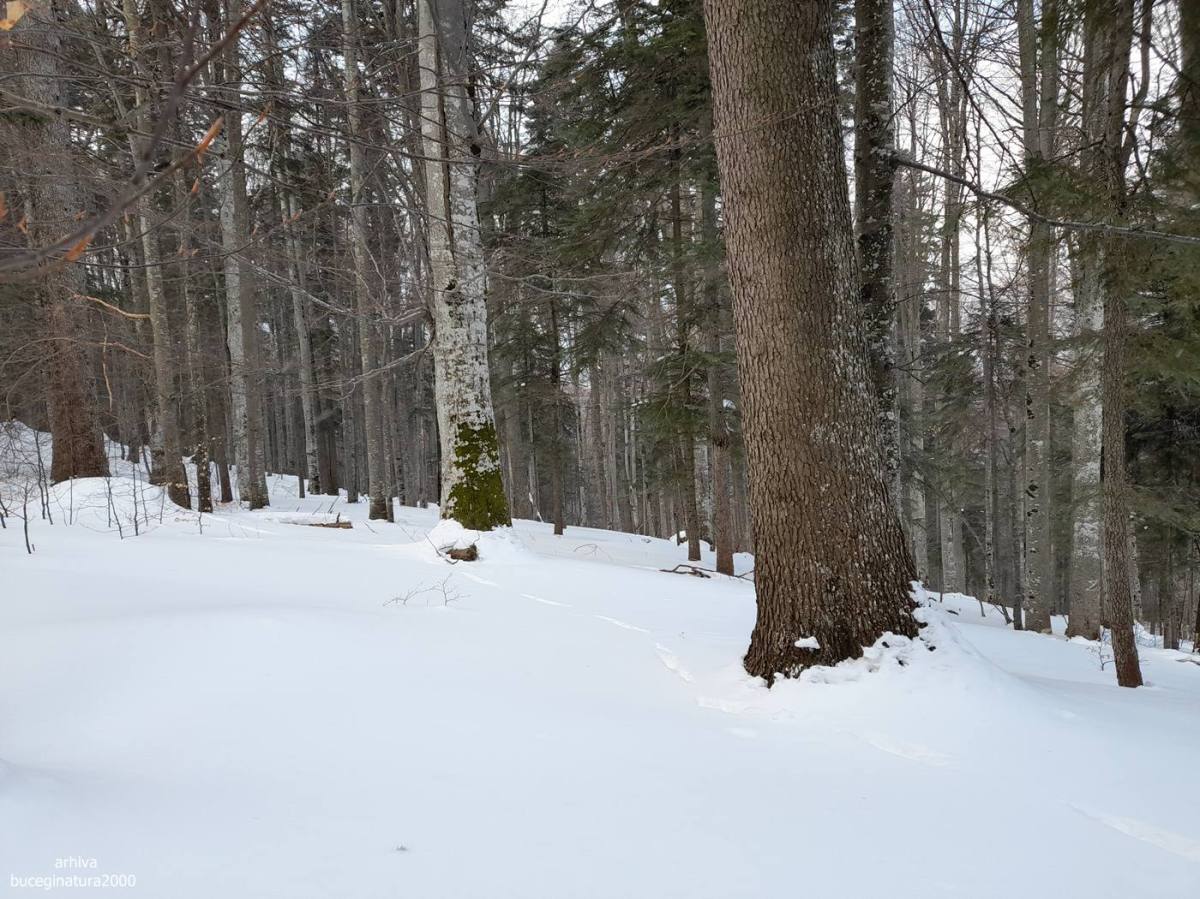 La plimbare, prin zapada si padure – BUCEGI NATURA 2000