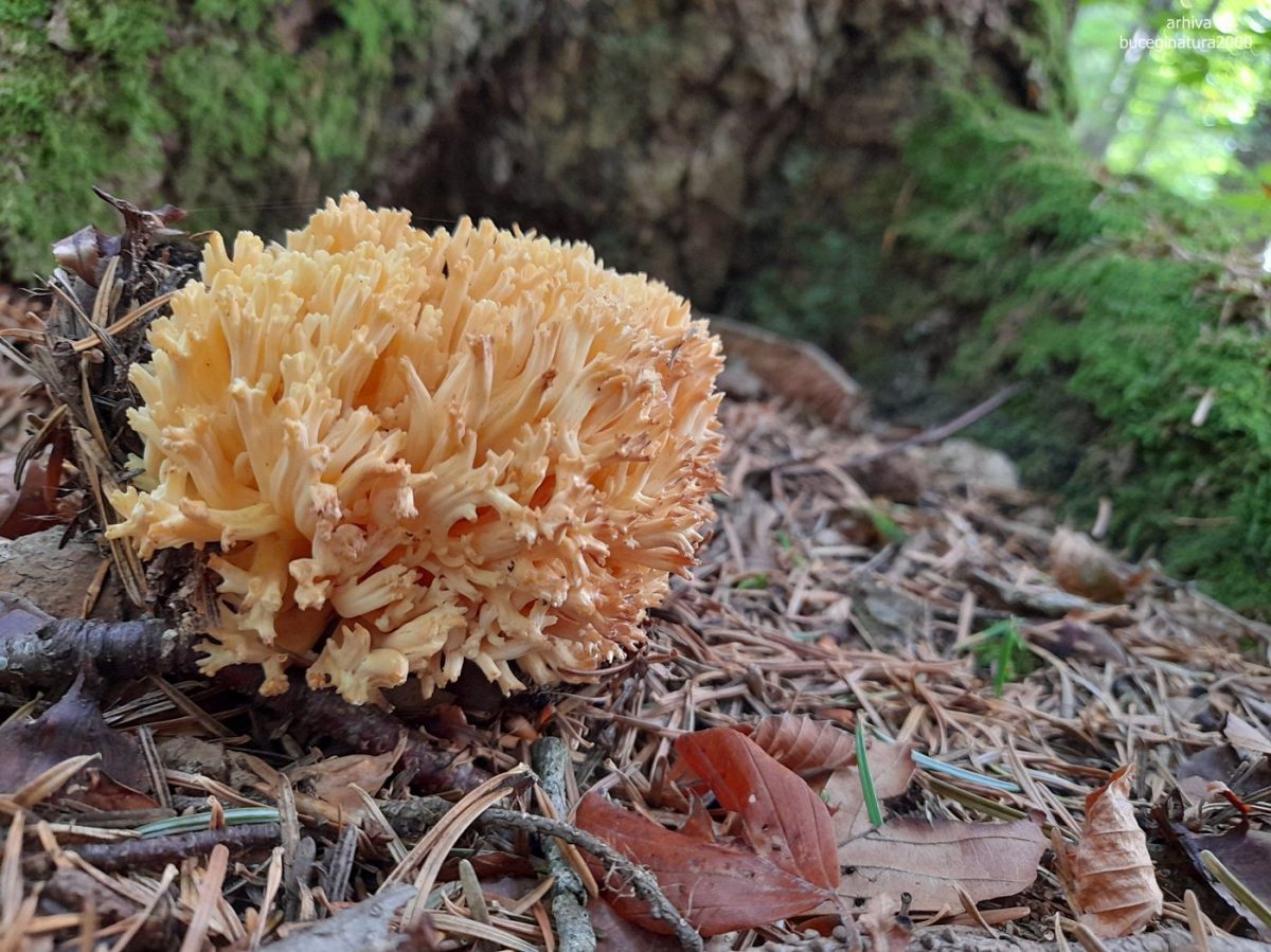 La plimbare prin oras si la ciuperci prin padure – BUCEGI NATURA 2000