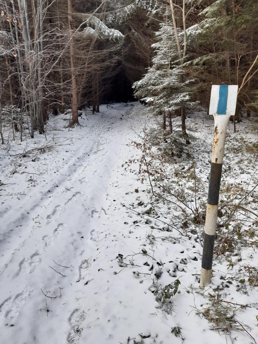 Prin padure la Predeal – BUCEGI NATURA 2000