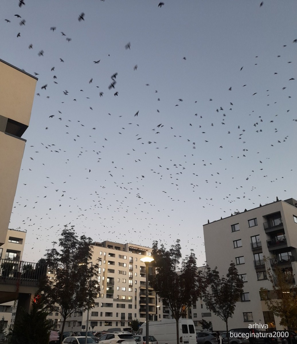 Aer irespirabil in Brasov si mii de ciori in zona Coresi – BUCEGI ...