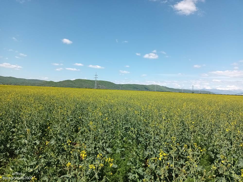 Din lanuri verzi… imagini cu Bucegii inzapeziti, flori si fluturi ...